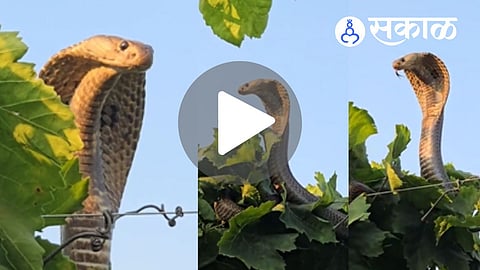 5.5 Feet Cobra Found Coiled on Grapes Vine in Sangli Farm During ...