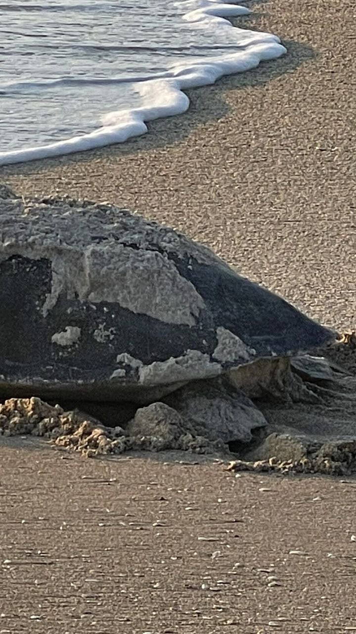 खतरनाक! डोळ्यातून लघवी करणारा प्राणी माहितंय का? | Do Sea Turtles Pee ...