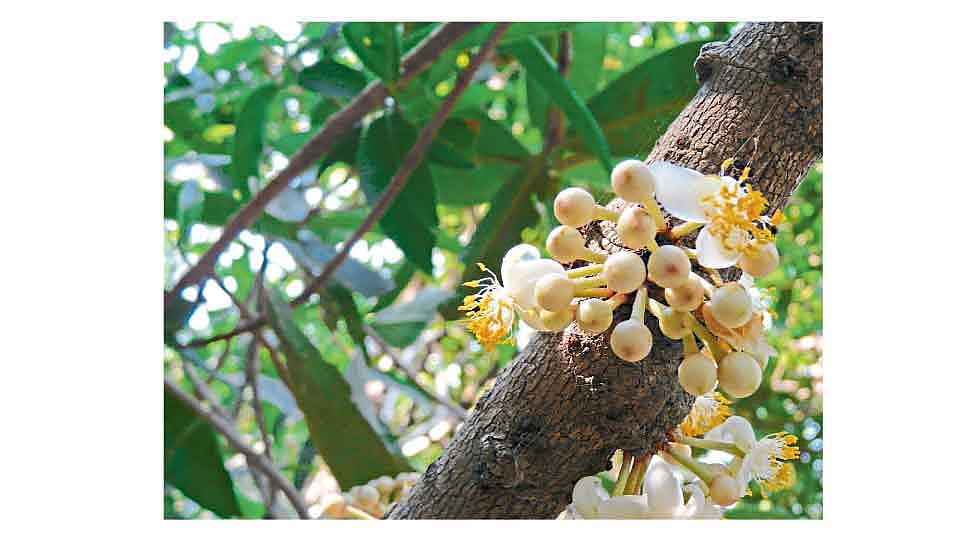 करोडपती सुरंगीची सुगंधी गोष्ट!