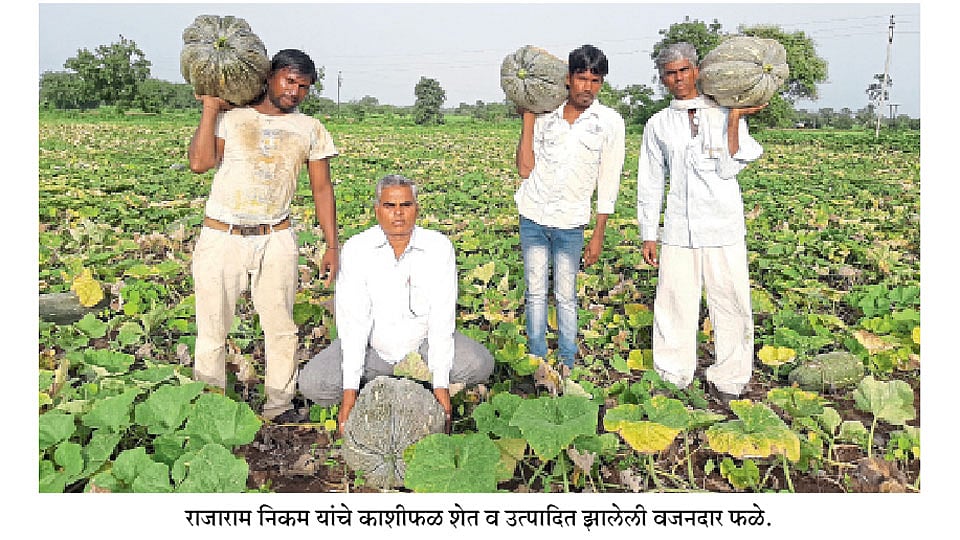 श्रावणात पैसे मिळवून देणारे निकमांचे वजनदार काशीफळ
