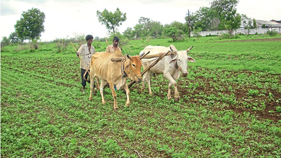 Farmer Agriculture : कांद्याच्या फटक्याने सोयाबीन, तूर, उडिदाकडे वाढता ...