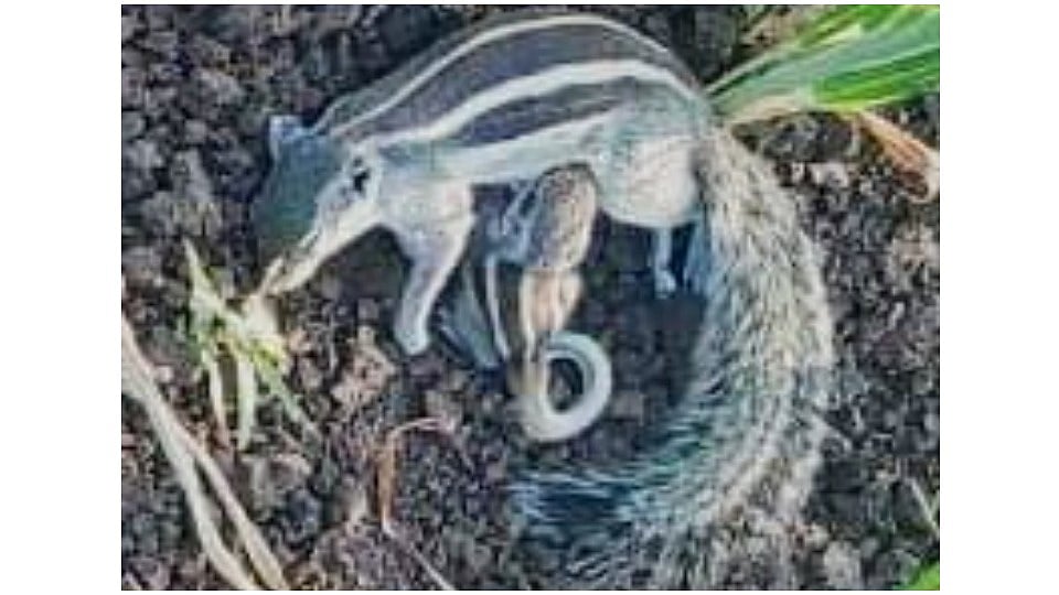 आई मेलेली, तरी पिल्लू दूध पीत होतं..! हृदय पिळवटून टाकणारी घटना