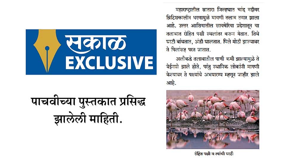 मायणी तलावात रोहित पक्षी अंडी घालतात?