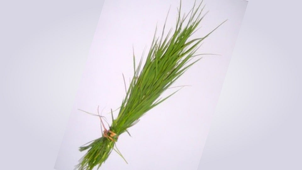 ...म्हणून गणपतीला हराळीचा मान