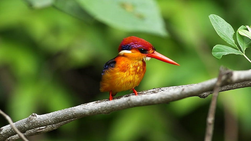 पावसाळ्याचे वेध लागले हो..! कर्नाळा अभयारण्यात तिबोटी खंड्याचे घडले ...