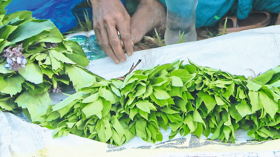 मोठी सोनकी, भ्रहमदंडीच्या औषधी वापरावर संशोधन संधी