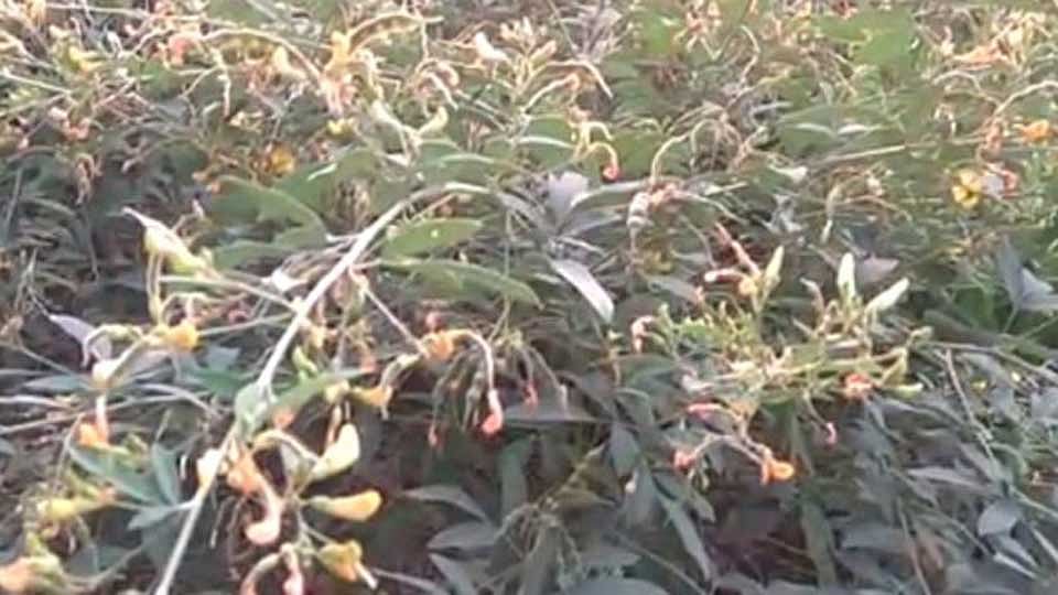 मेहनतीचं झालं सरपण!