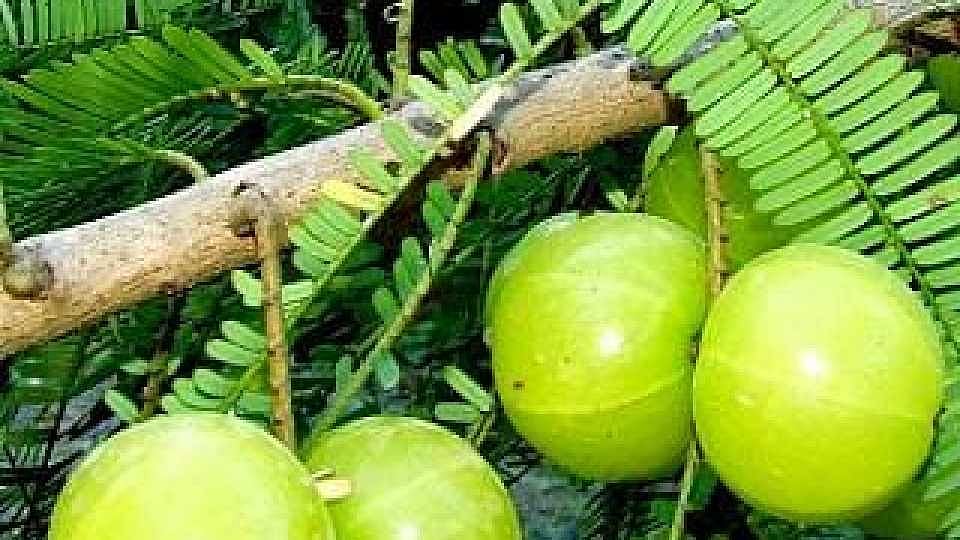 हृदय रोगापासून केस गळती कमी करण्यापर्यंत, जाणून घ्या आवळ्याचे फायदे