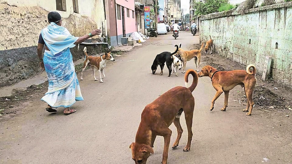 मिरजेत मोकाट कुत्र्यांची दोनशेहुन आधिक टोळकी