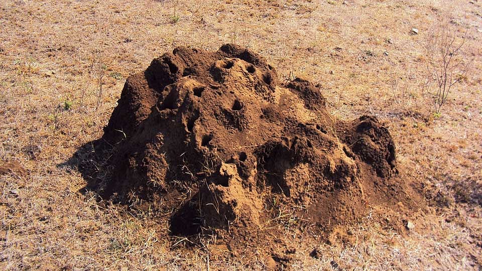 सापांच्या वारूळांमध्येही वाढली उष्णता