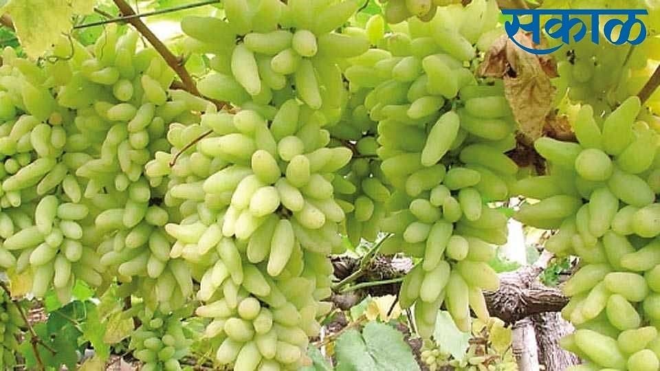 Grapes Season : जिल्ह्यातील द्राक्षहंगामाचा श्रीगणेशा! फेब्रुवारीत गती ...