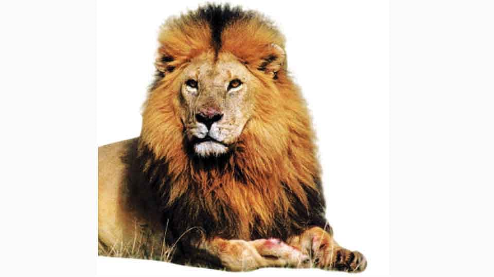 राणीच्या बागेत सिंहाच्या आगमनाची प्रतीक्षा