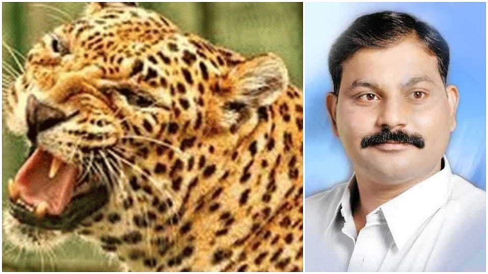 बिबट्याच्या प्रश्नात आमदार संजय शिंदे यांचे लक्ष ! मंत्रालयीन स्तरावर ...
