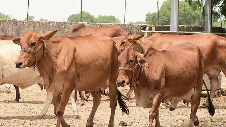 Shekhar Mundada : पशुपालनात गाईंशीनिगडित ‘७- जी’ सूत्राचा वापर हवा In ...