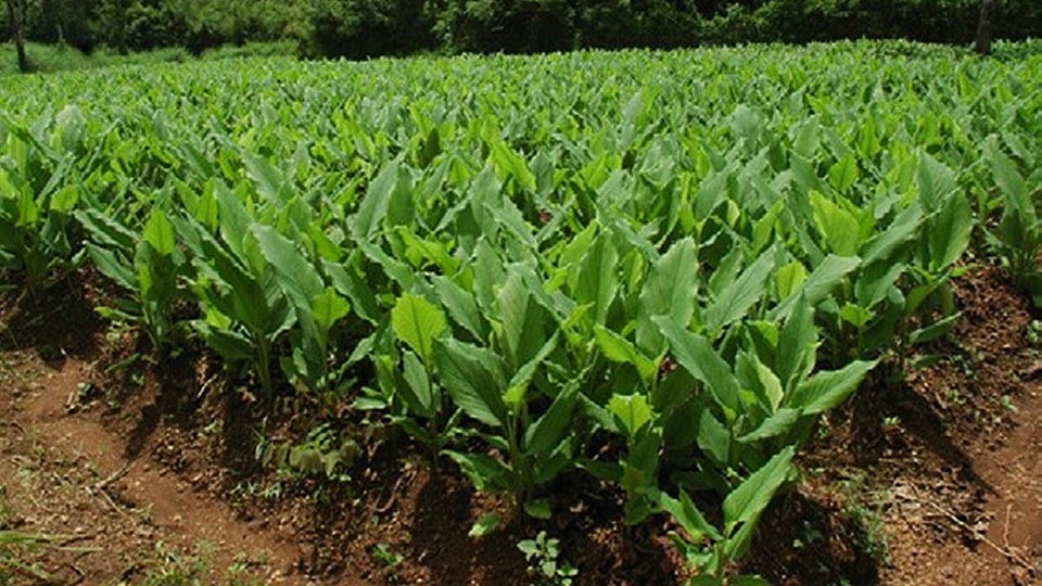 चार वर्षापासुन धनश्री जोशी सेंद्रीय शेतीतून मिळवतात हळदीचे उत्पन्न ...