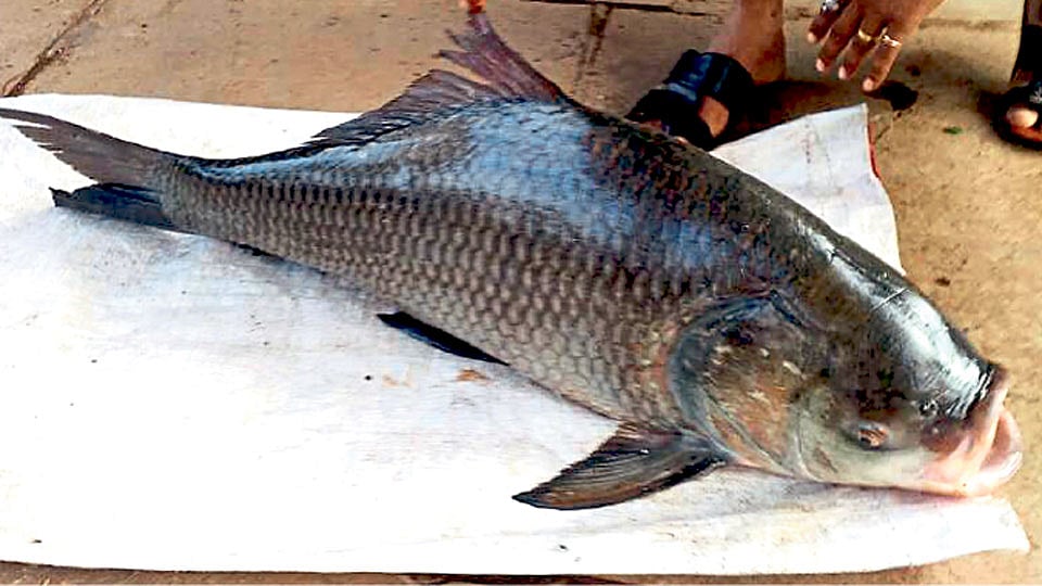 ‘चासकमान’मध्ये सापडला बारा किलोचा कटला मासा