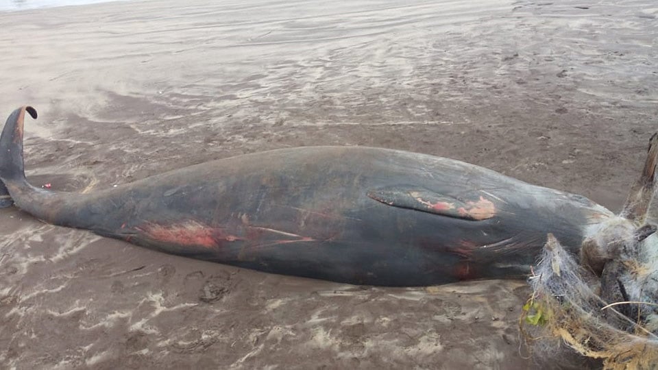 अबब.. ! दिवेआगार समुद्रकिनाऱ्यावर सापडला तब्बल 13 फूट लांबीचा देवमासा