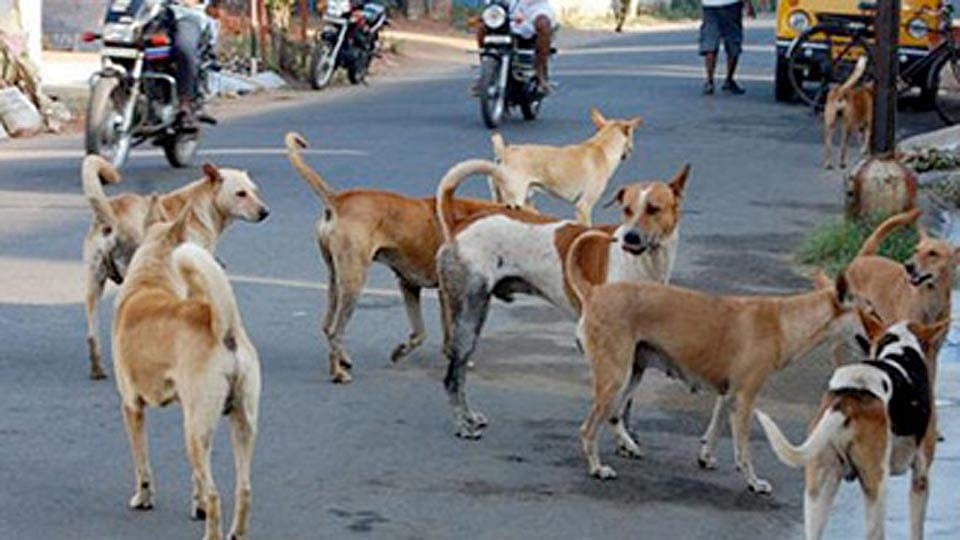 Thane Dogs: ठाण्यात तब्बल ६४ हजार श्वानांचे झाले निर्बिजीकरण