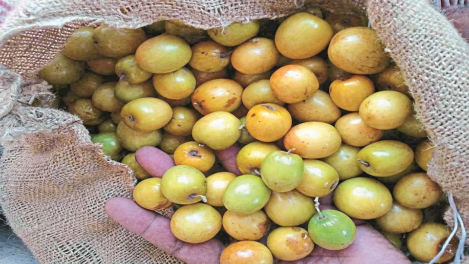 71 रूपये किलो : चमेली बोराला प्रथमच सांगलीत उच्चांकी दर