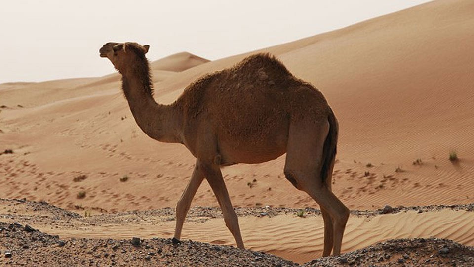 Viral : काय सांगता! 14 कोटींना विकला गेला उंट! काय आहे कारण वाचा