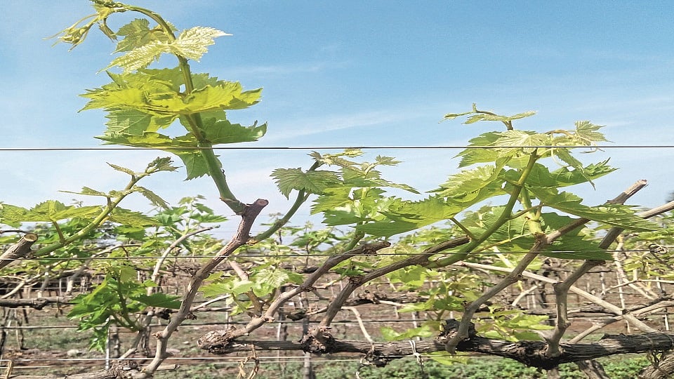 द्राक्ष हंगाम : चार लाख लोकांचा रोजगार धोक्‍यात; द्राक्षवेलींवर ...