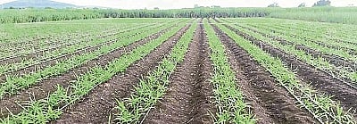 प्रायोगिक शेतीमधून प्रगतीकडे वाटचाल; ऊस, आले, हळद पिकांची लागवड