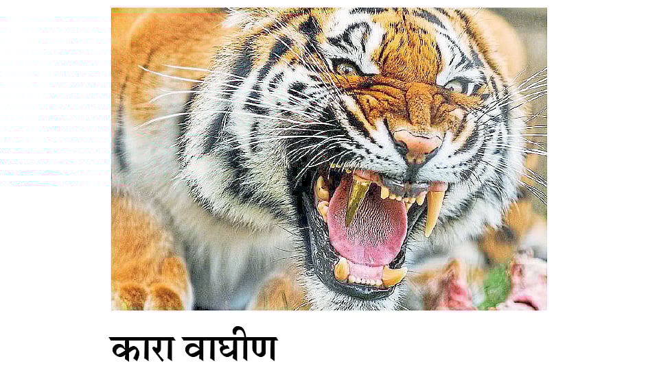 वाघिणीलाही मिळाला चक्क सोन्याचा सुळा!