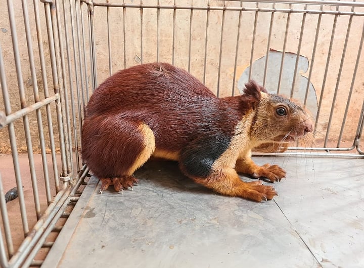 दुर्मिळ शेकरूला तळेरेत जीवदान