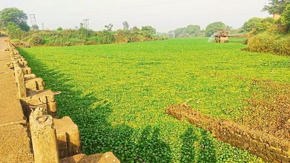 शिरोळ बंधाऱ्यास जलपर्णीचा विळखा