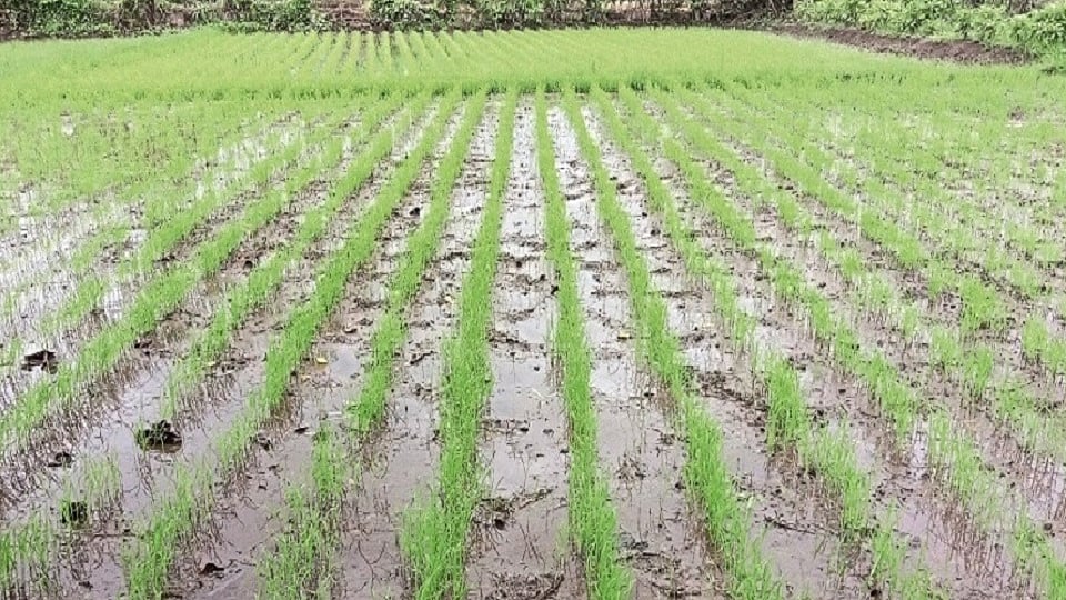 पावसाच्या पुनरागमनाने भातशेतीच्या कामाला वेग