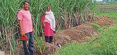 400 हेक्‍टर बांधावर इतकी हजार झाडांची लागवड; या योजनेचा उपक्रम, वाचा कुठे