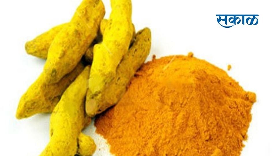 Rajapuri Turmeric : सांगलीत राजापुरी हळदीला २५ हजार रुपये क्विंटल दर ...