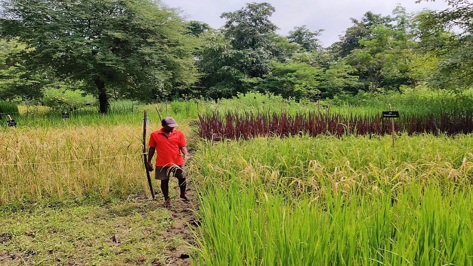 शेतकऱ्याकडून दुर्मिळ भात वाणांचे संवर्धन, सिड्‌स बॅंक साकारण्याचा मानस