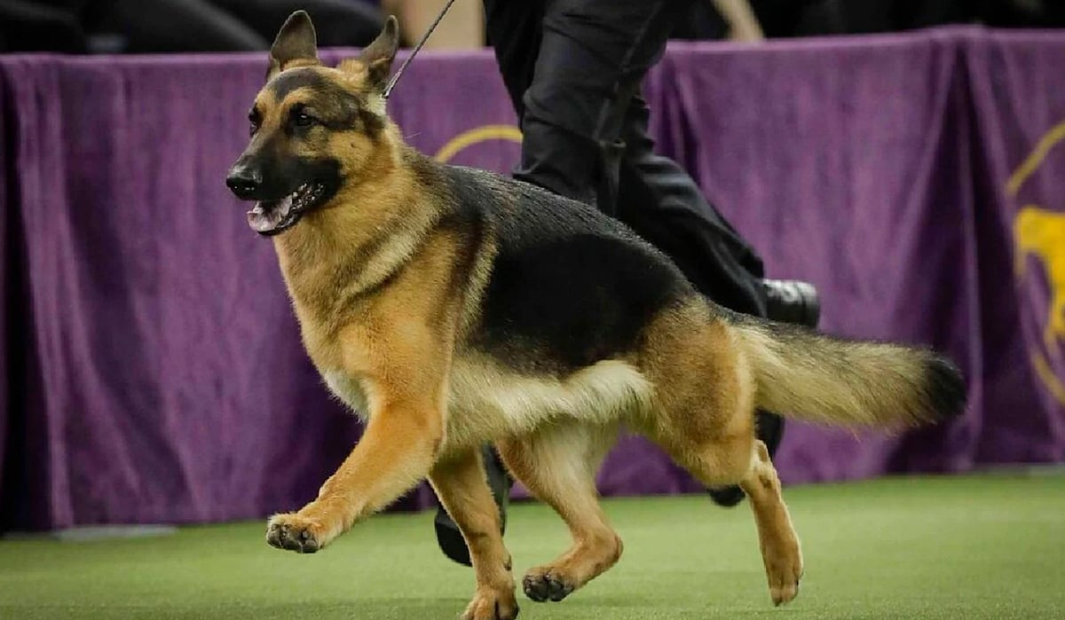 Army dog Phantom suffers fatal bullet wound in Jammu anti-terror operation