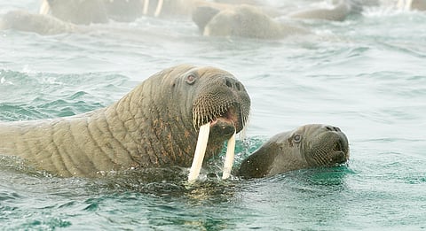 Blue Planet II: One Ocean & The Deep Movie Review – Into The Unknown