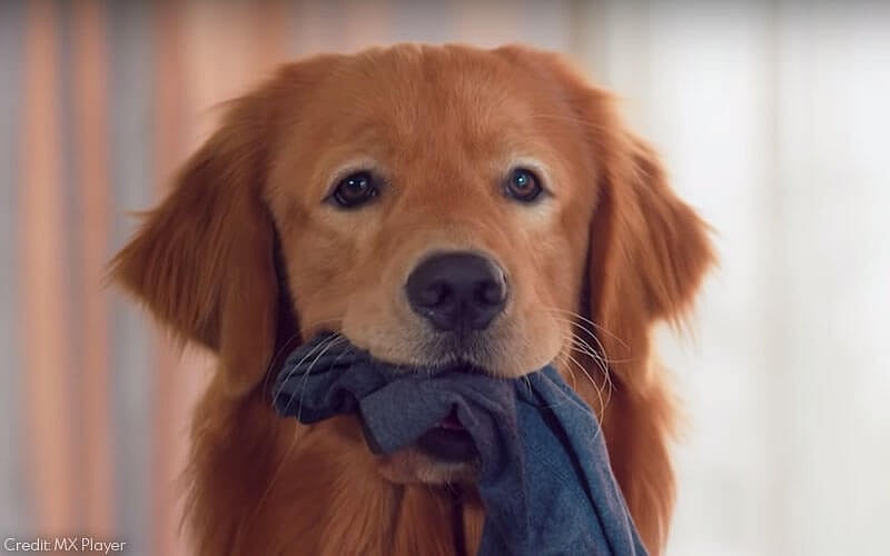 Cheesecake Review: This TVF Series About Dogs Is Mediocre Urban ...