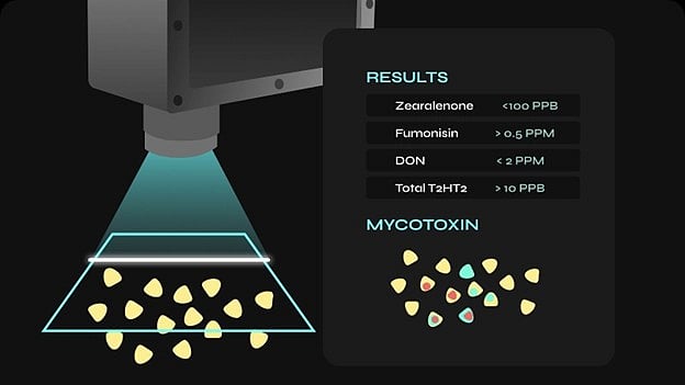 AI-powered onsite mycotoxin test with results in 30 seconds