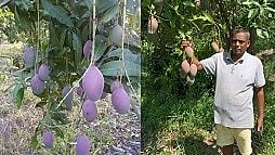 ‘Chinta Mango’ farmer’s variety registered in PPVFRA