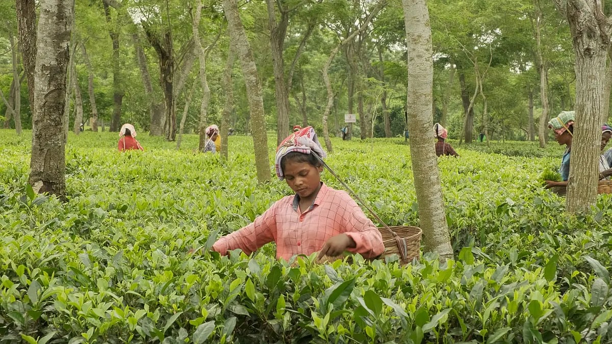 HUL partners TRA for sustainable tea industry