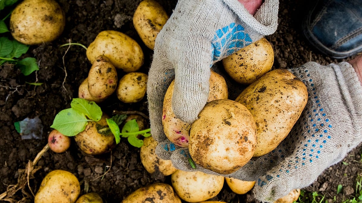 PepsiCo Foods North America launches new "Planting Pathways Initiative ...