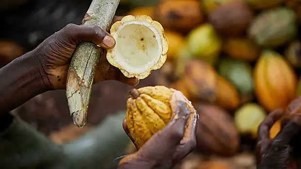 ofi to launch first cocoa biochar project with LOTTE, Fuji Oil Co, and ...