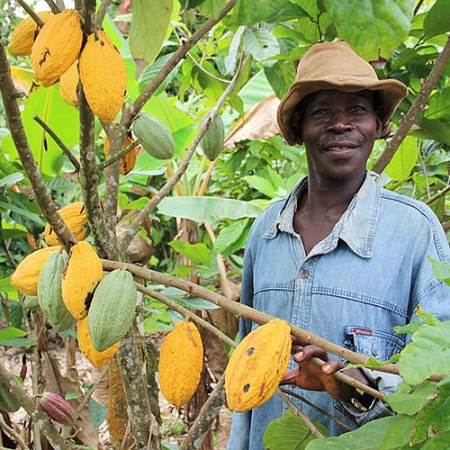 Mars aims to achieve a segregated global cocoa supply chain by 2030