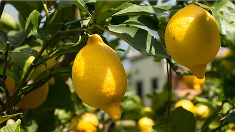 MycoTechnology’s ClearHT™ natural flavor modifier achieves FEMA GRAS status