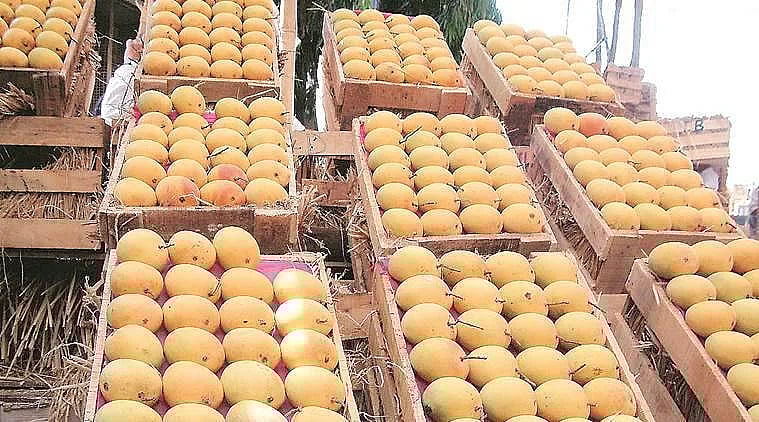 175 tons of mangoes are irradiated and shipped to USA
