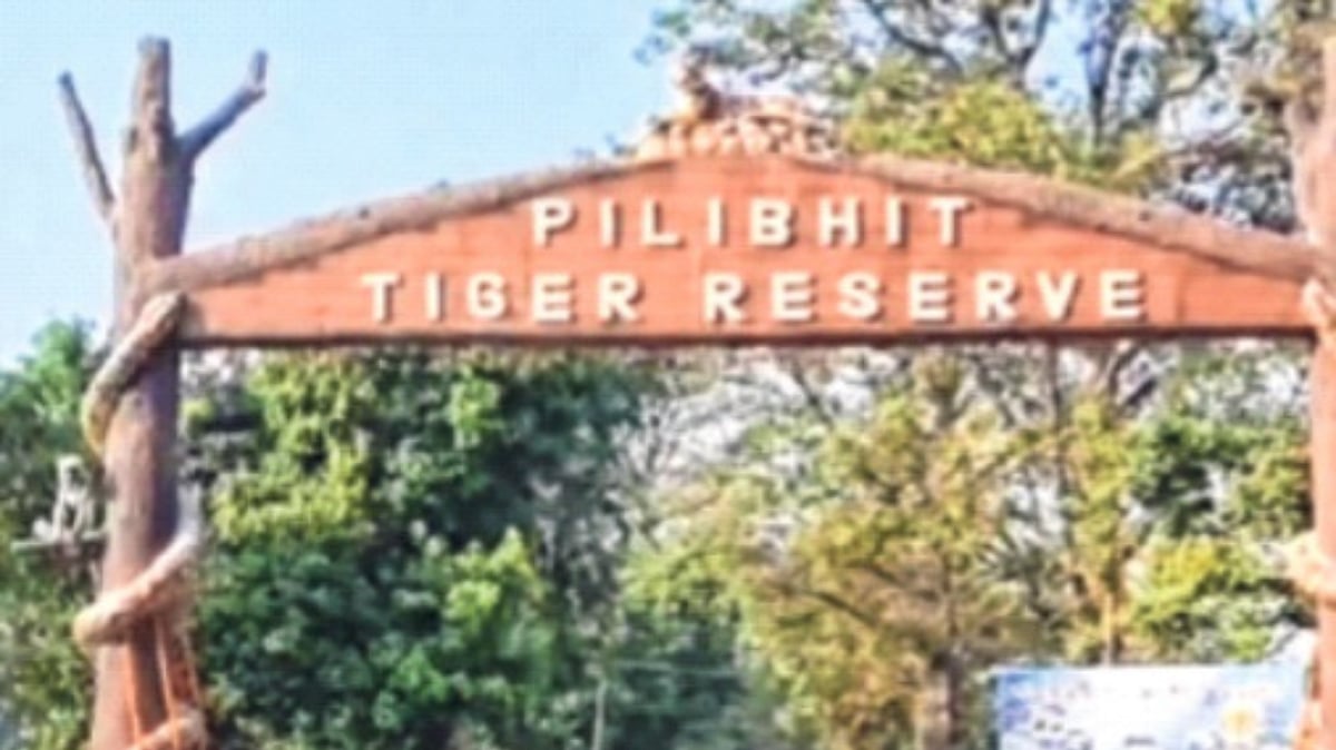 पिलीभीत लोकसभा मतदारसंघातील ३०० गावांची व्यथाच वेगळी; वाघांचे हल्ले ...