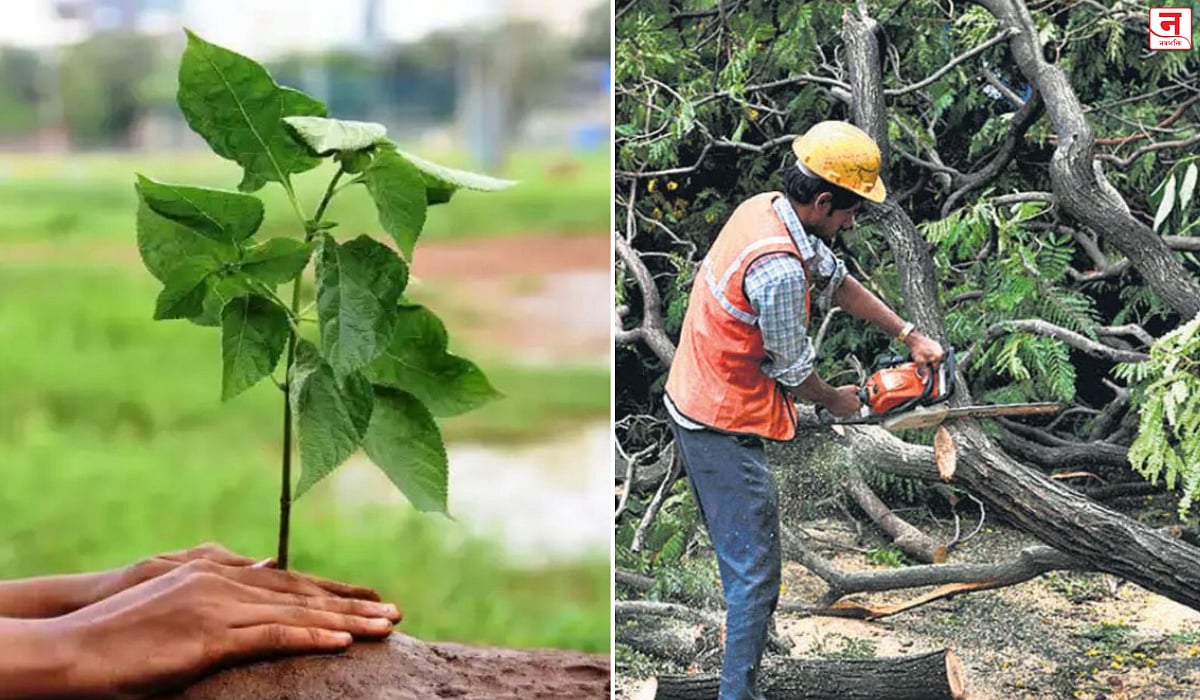 परवानग्यांचे 'बोन्साय'; एकीकडे ३०० कोटी झाडे लावणार, दुसरीकडे वृक्षतोड ...