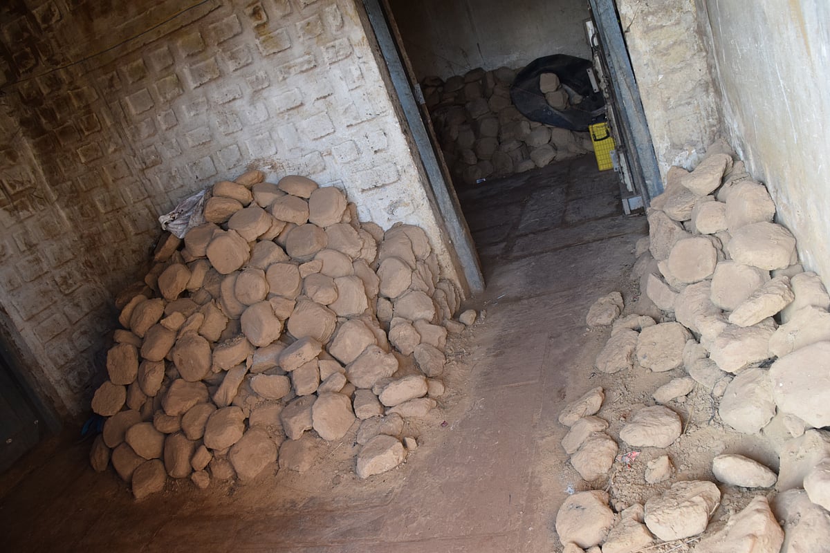 Madhya Pradesh: African Cheetahs to be fed through traditional Boma ...