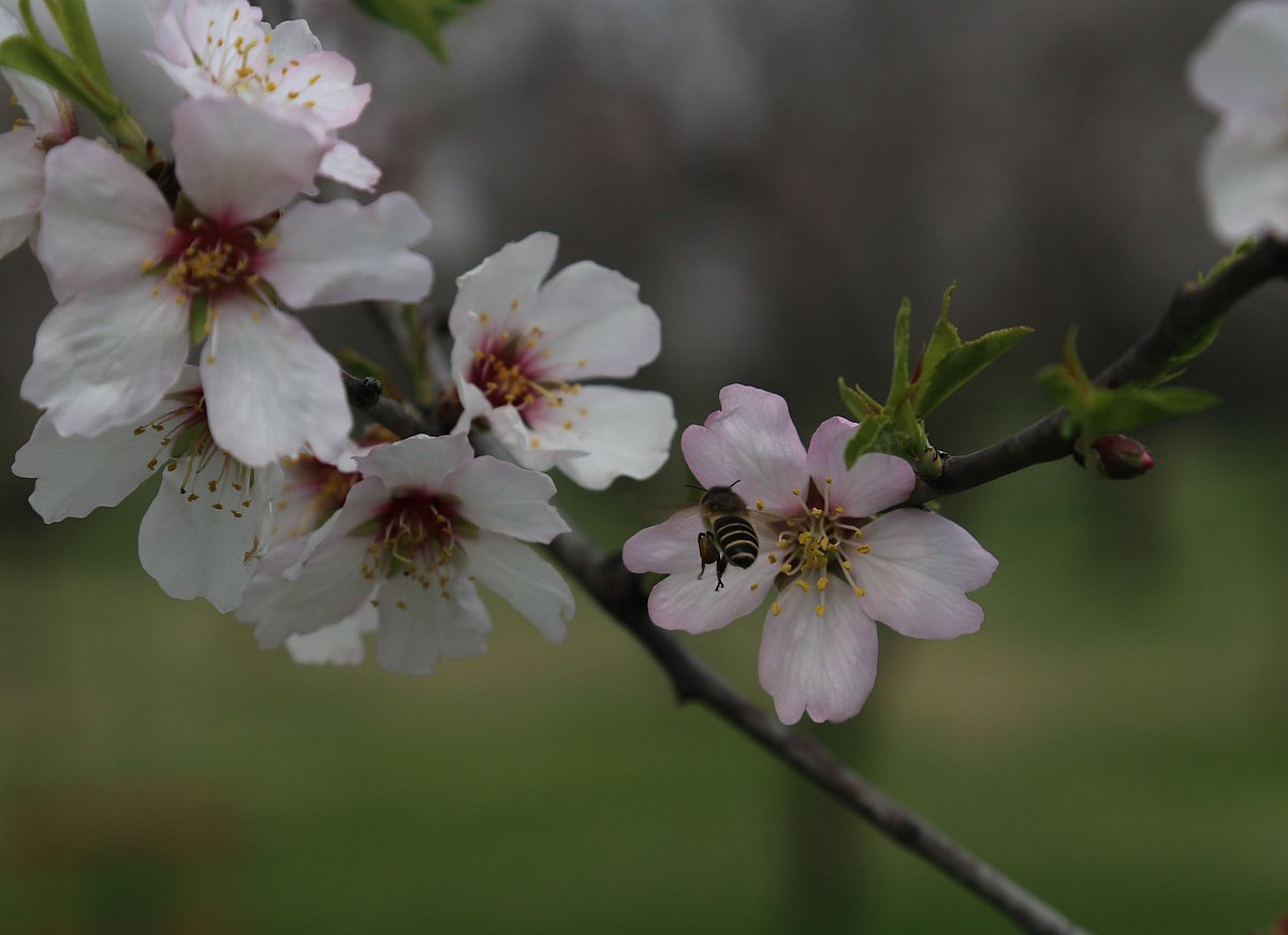 In Pics: Kashmir is a divine beauty in Spring