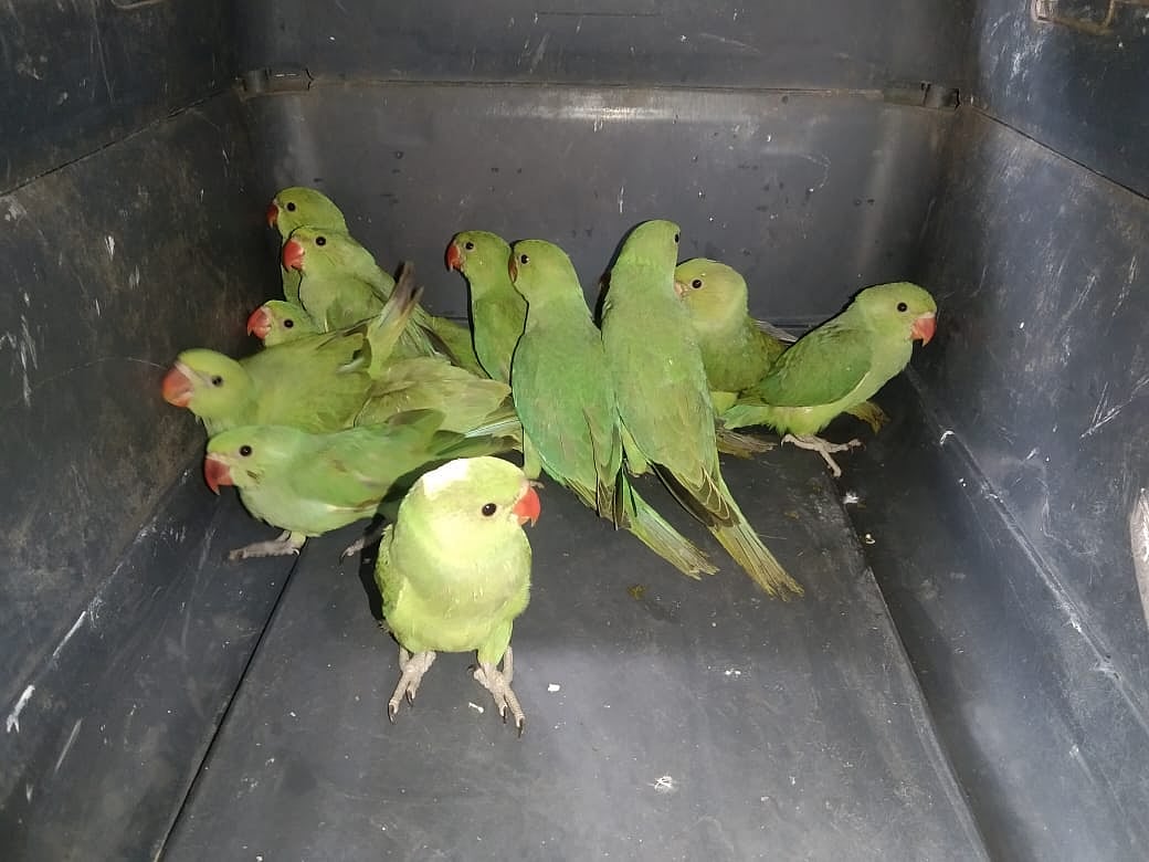 Parrot smuggling gangs active in Indore circle, 3 arrested, more to come…