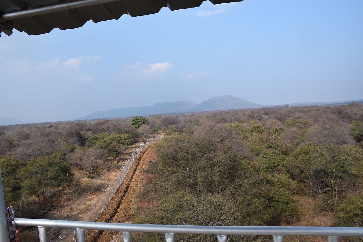 Madhya Pradesh: African Cheetahs to be fed through traditional Boma ...